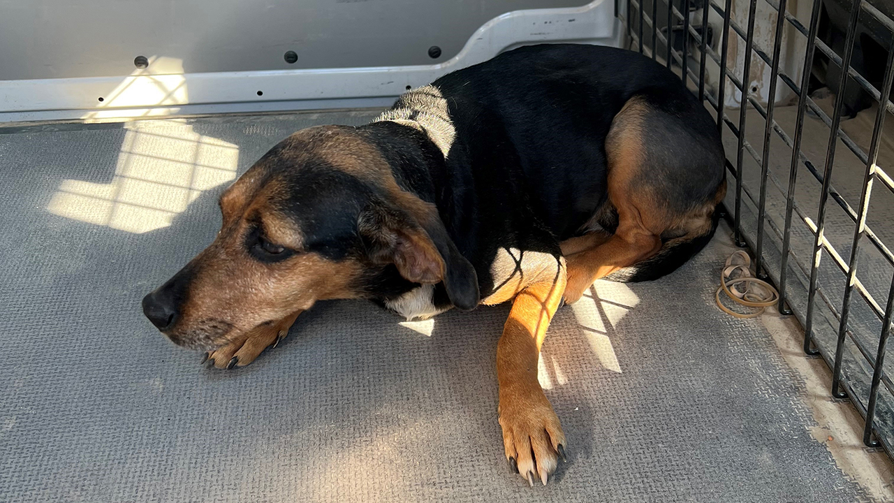 Copperhead Snake Bite Dog