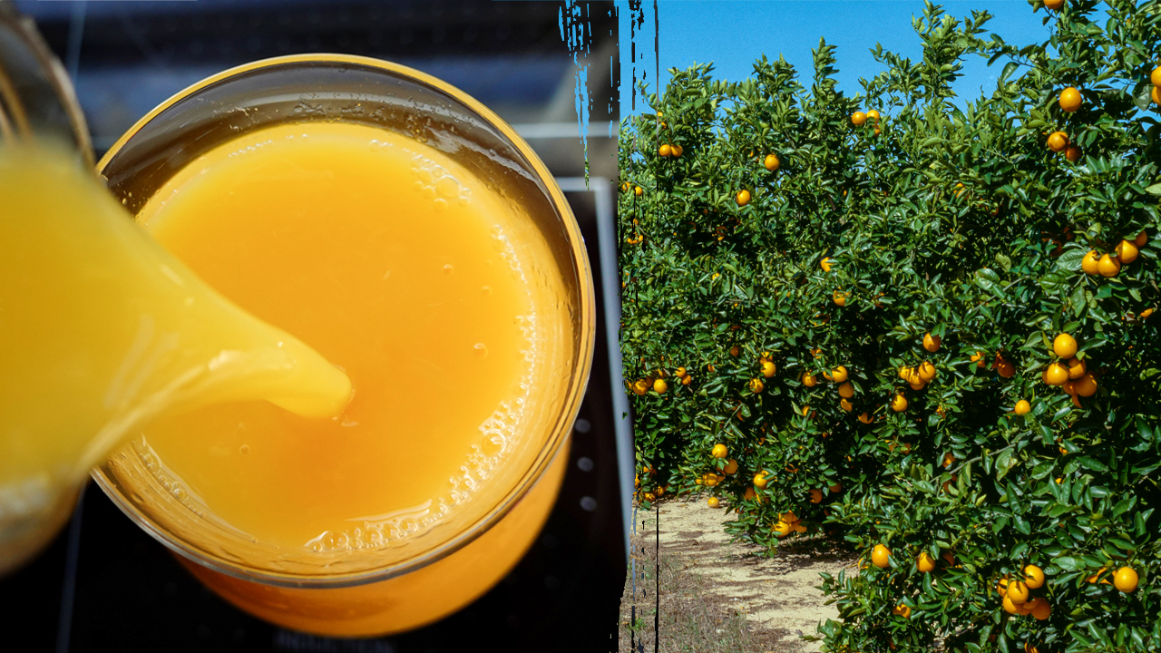 Citrus Farms In Florida Florida Citrus Growers 'optimistic' As New